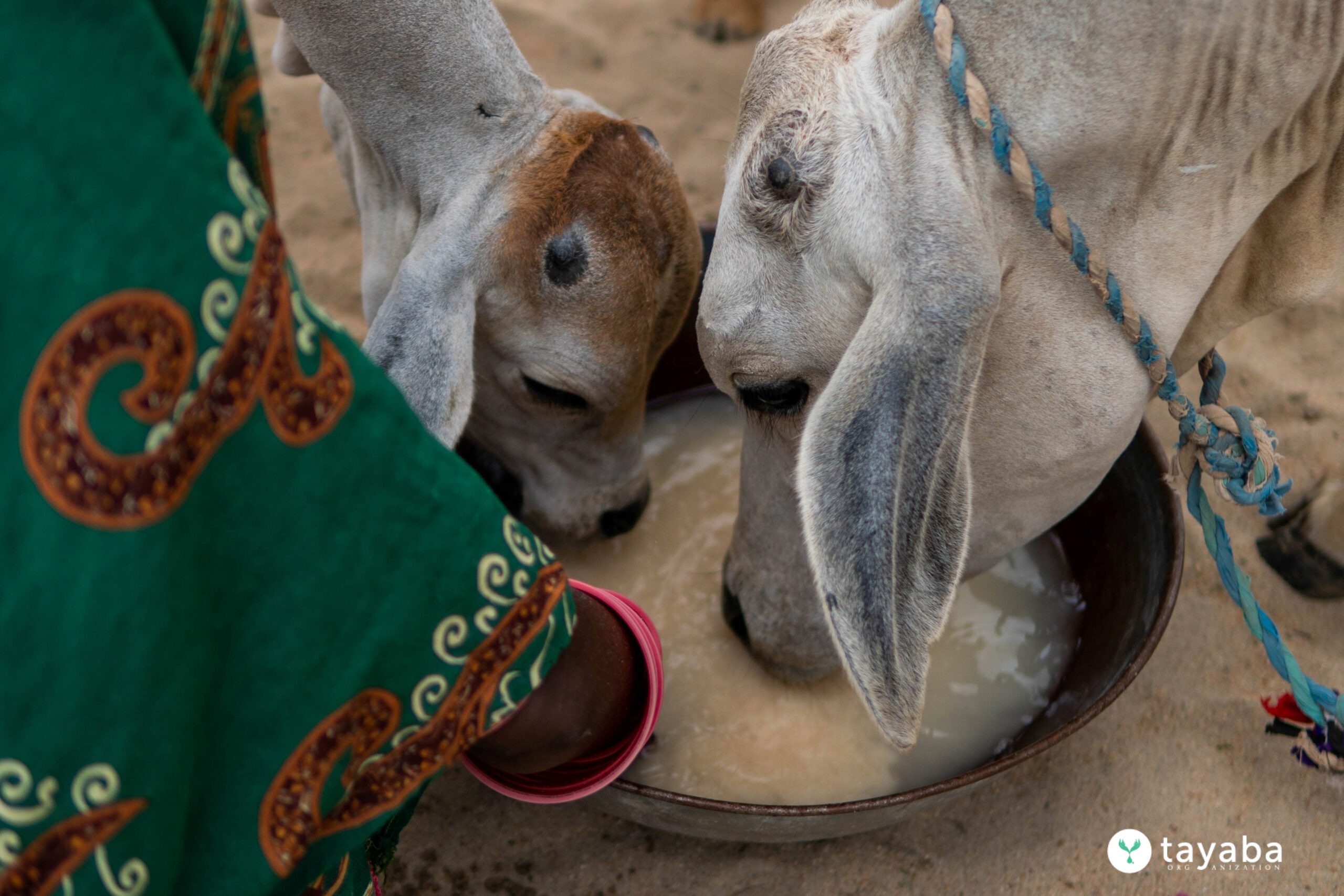 Water & Poverty | Tayaba Organisation